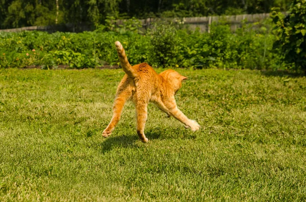 Ginger cat jumping on a green grass background. Stock Photo by ©gum92 ...