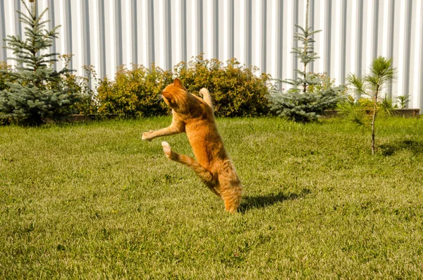 Ginger cat jumping Images - Search Images on Everypixel