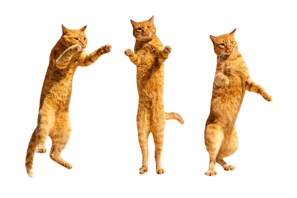 Dancing Cat