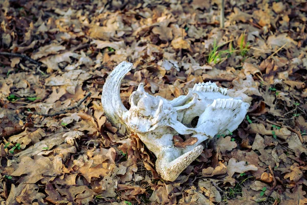 State of animal decomposition Stock Photos, Royalty Free State of ...