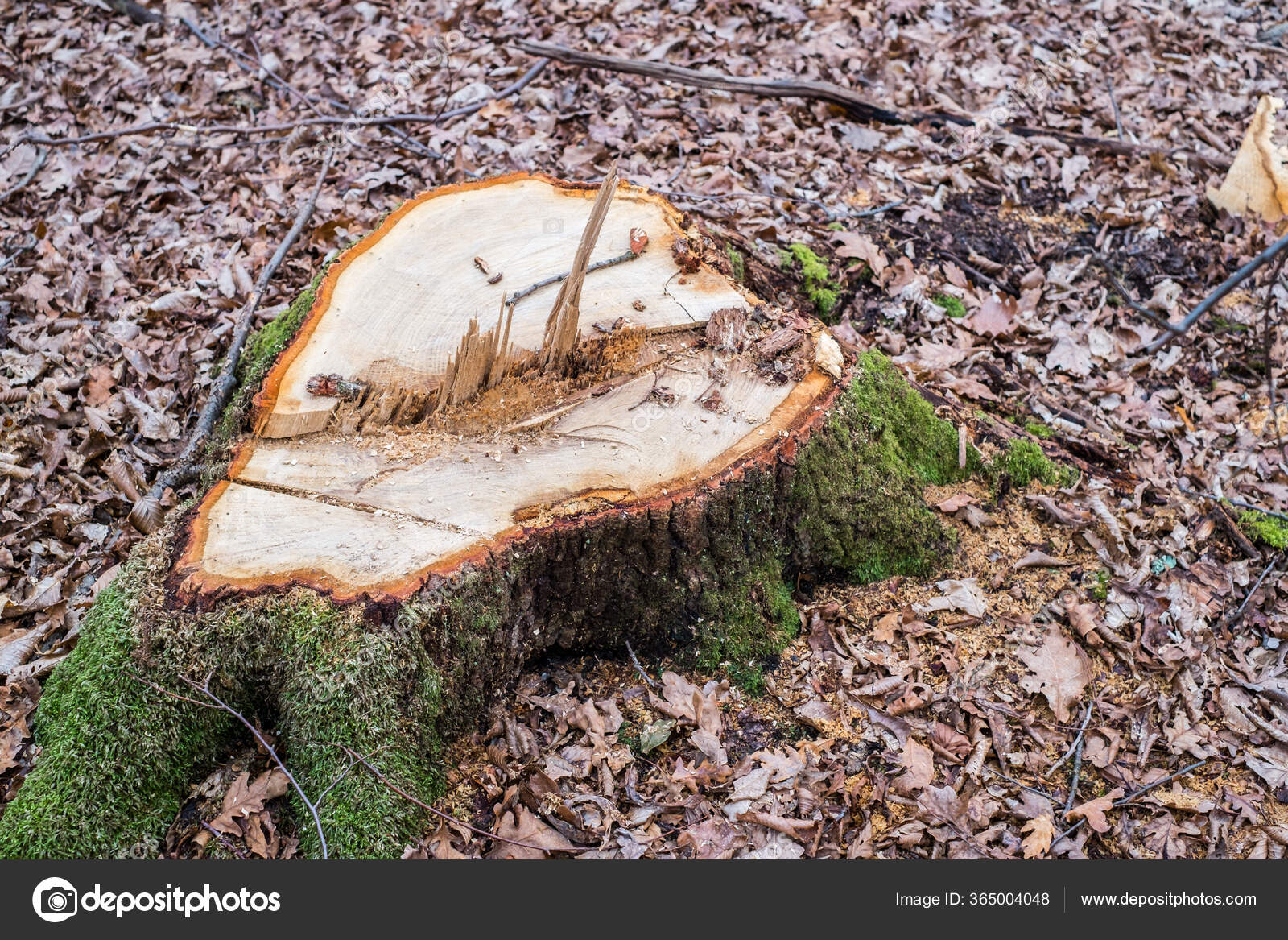 Stump Freshly Cut Tree Forest — Stock Photo © Roberto_Sorin #365004048