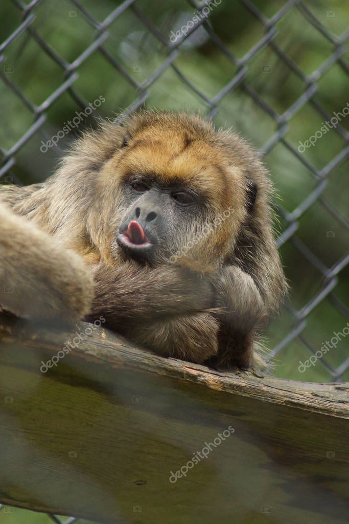 Mono Aullador Negro - Alouatta caraya 2023