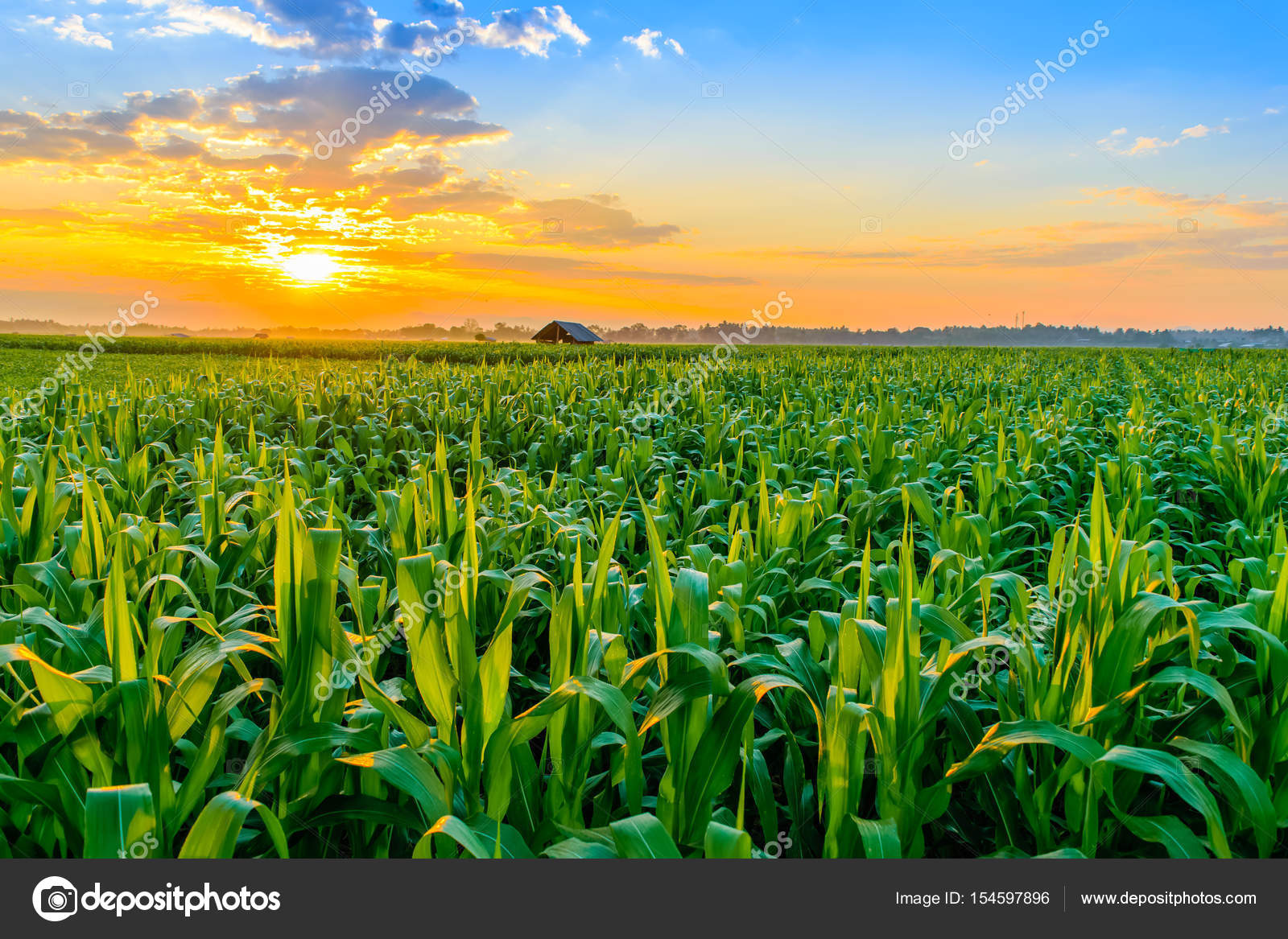 Cornfield Photoshoot