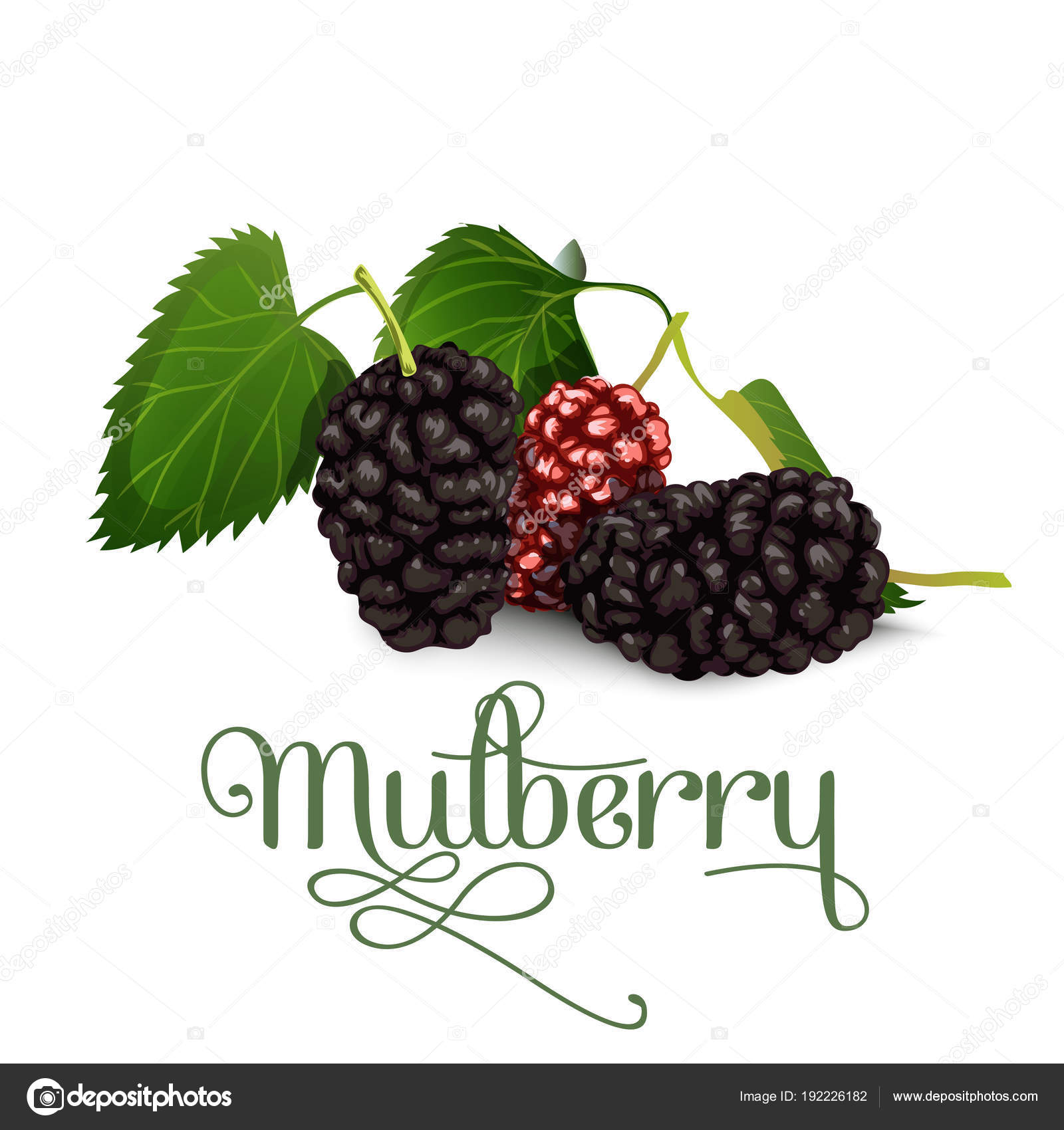 Mulberry. Vector illustration. Stock Vector Image by ©zazulla #192226182