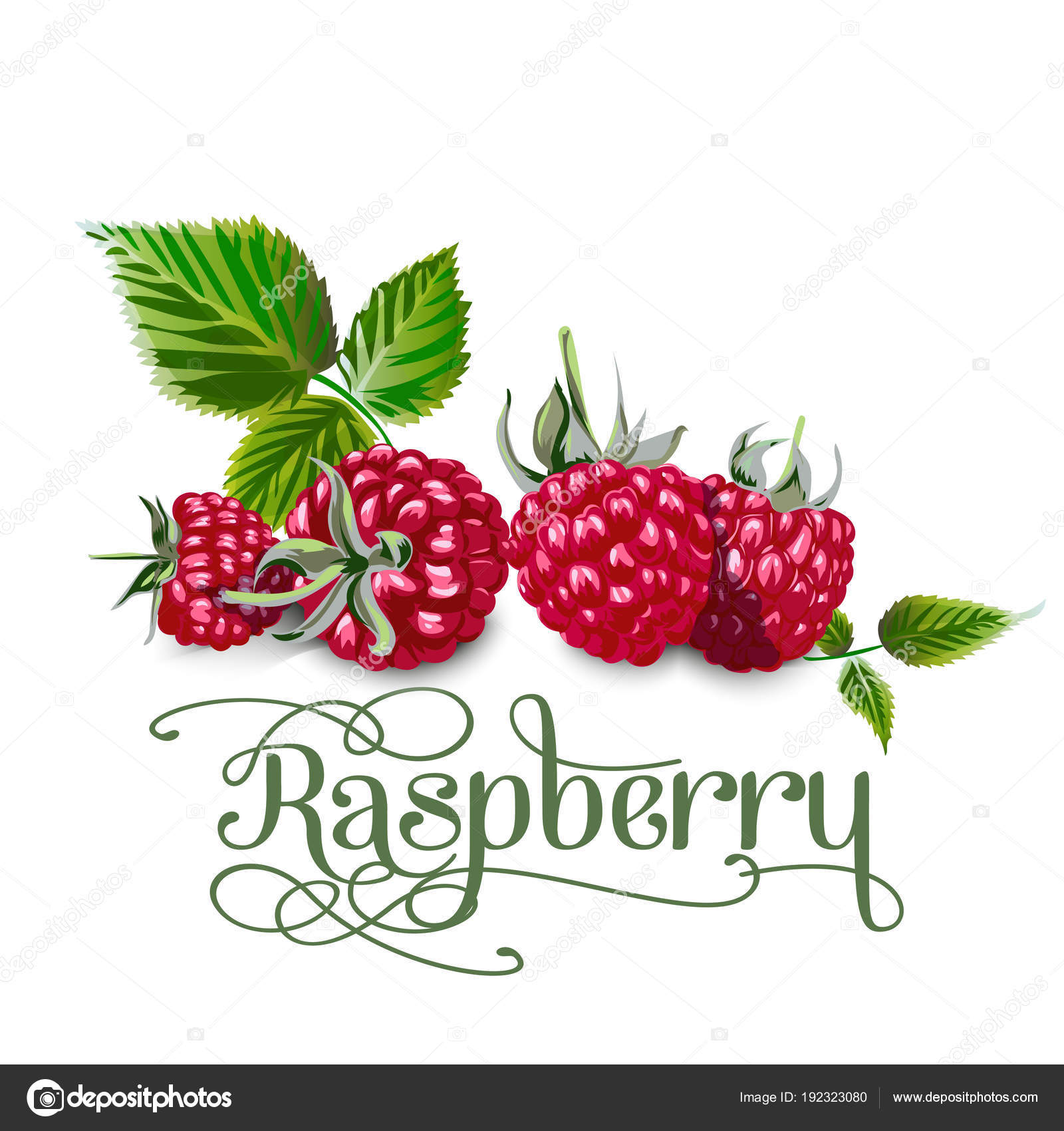 Raspberry leaves and berries isolated on white background. Realistic ...