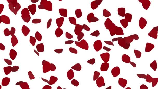 Falling petals roses animation on white background. Falling rose petals ...