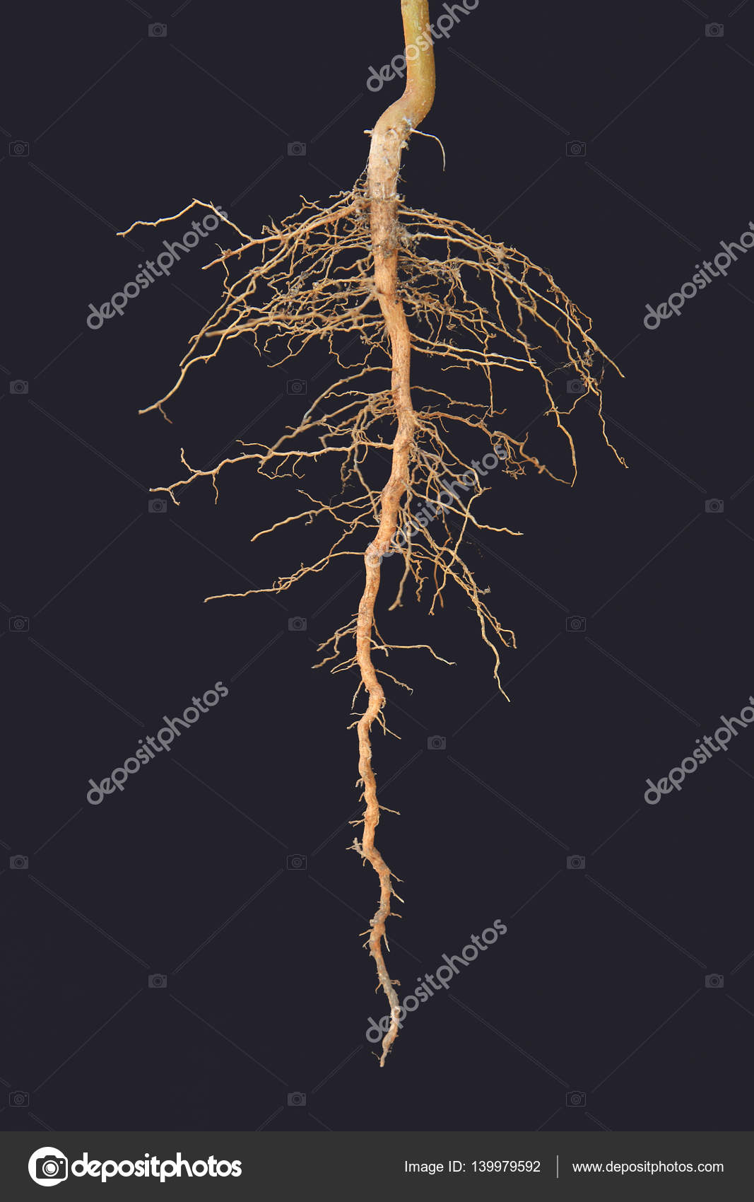 Roots tree on black background Stock Photo by ©foto76 139979592