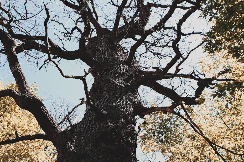 paisaje con ramas secas y un árbol 2022