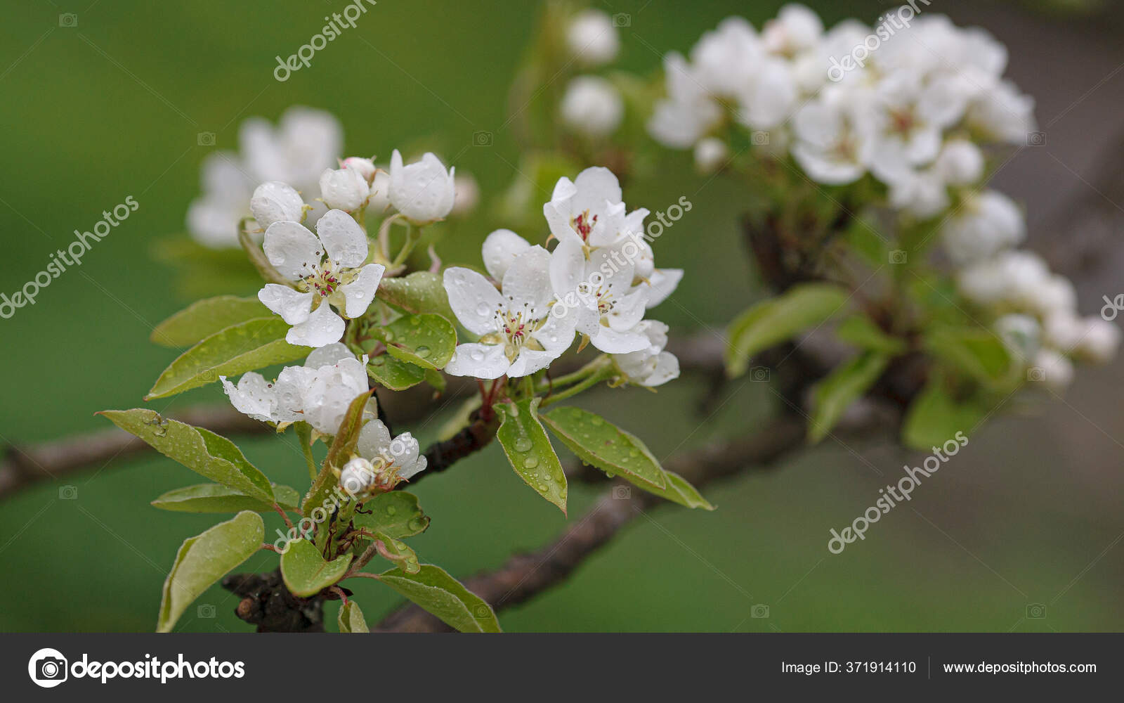 Flowering branch of pear, spring came — Stock Photo © fotomod #371914110