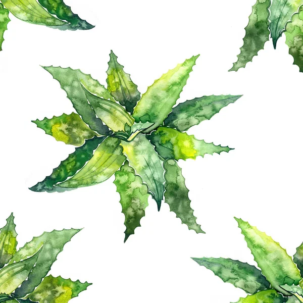 Watercolor aloe vera pattern. Illustration on white background — Stock ...