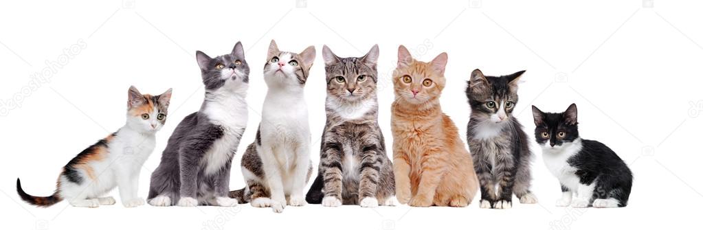 A group of cats sitting in a raw on white background — Stock Photo ...