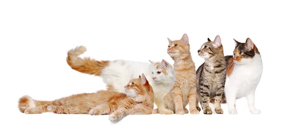 A group of cats sitting in a raw on white background — Stock Photo ...