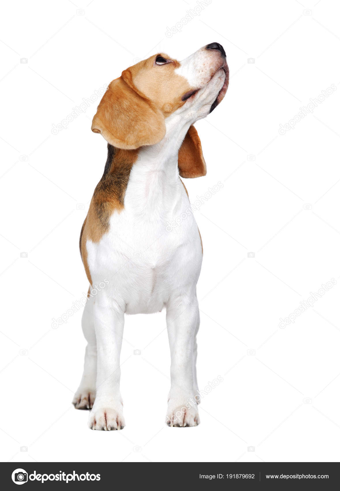 Front view of a standing beagle looking up Stock Photo by ©iagodina ...