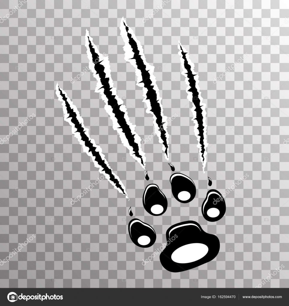 Sharp-clawed paw scratches a background. Stock Vector by ©matc 162594470