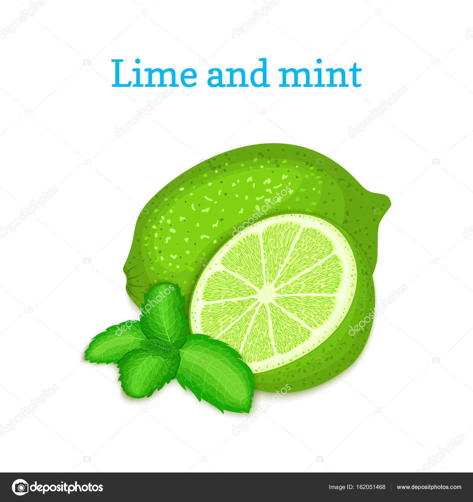 Vector composition of a citrus lime fruit and mint leaves. Green limes ...