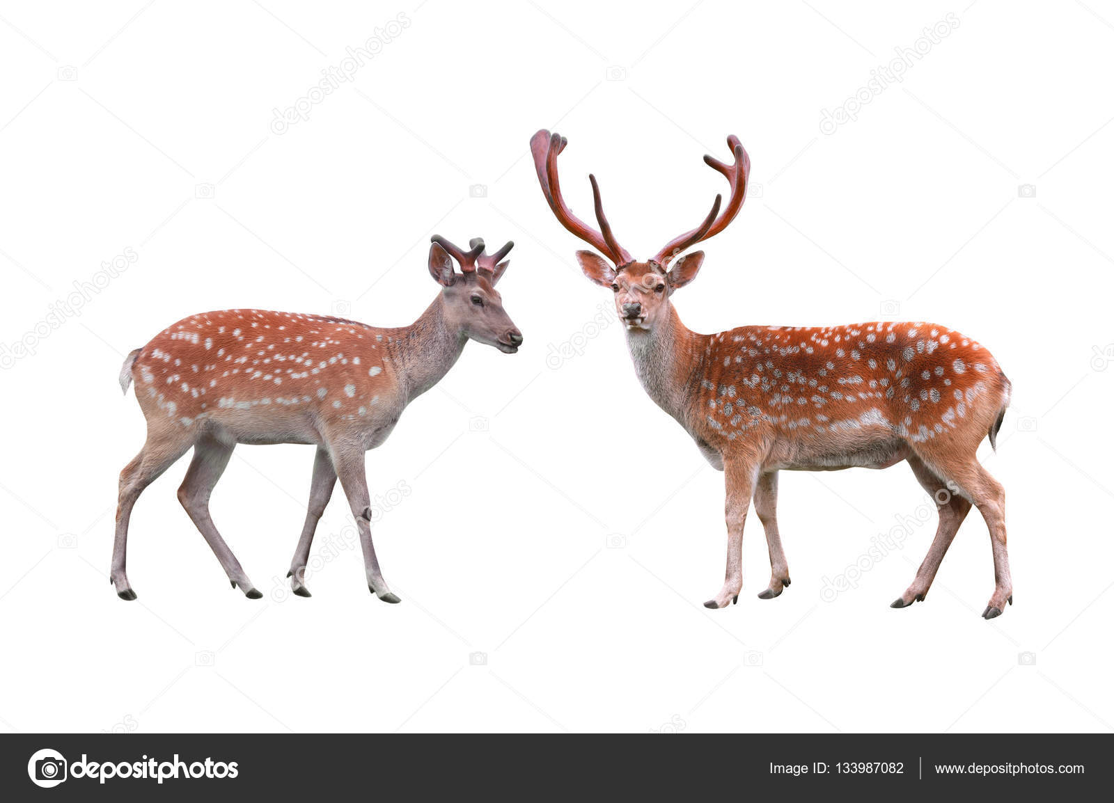 Two deers isolated in white Stock Photo by ©bazil 133987082
