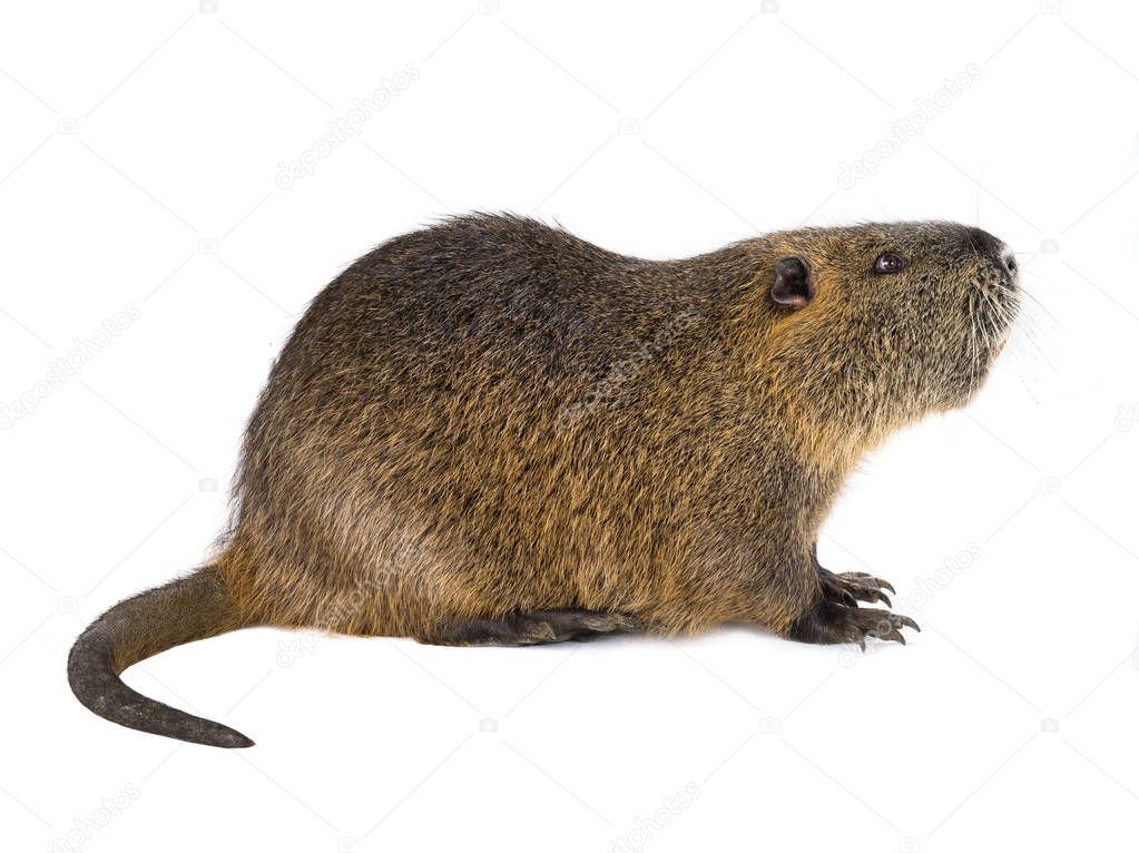 Coypu (miocastor coypus) 2023