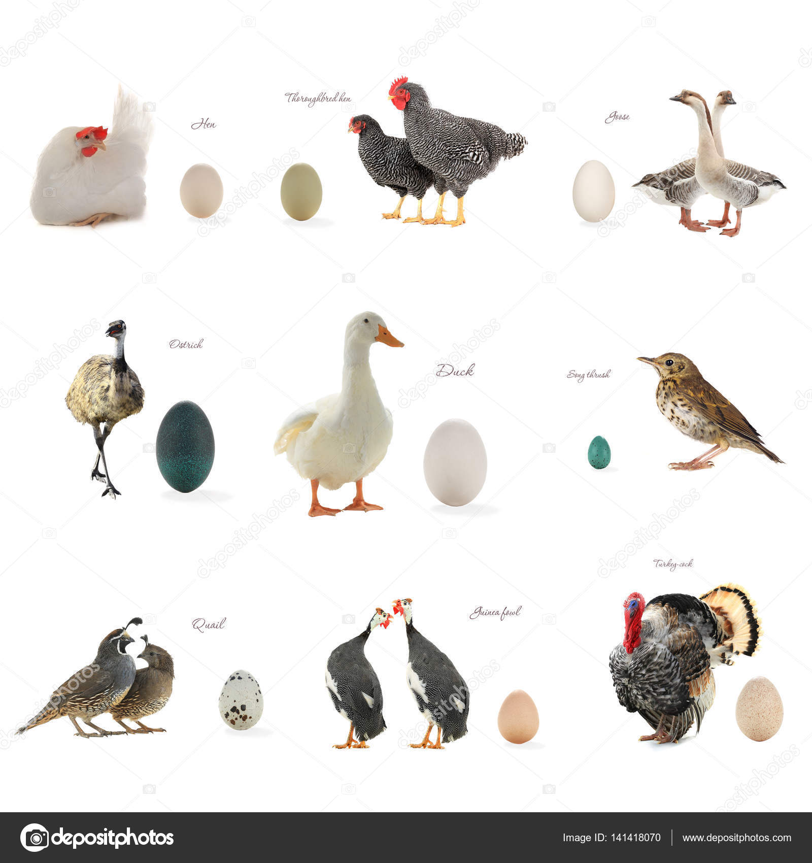 Kind of egg of different birds Stock Illustration by ©bazil #141418070