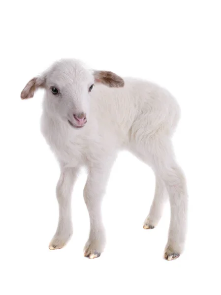 Baby sheep Stock Photos, Royalty Free Baby sheep Images | Depositphotos