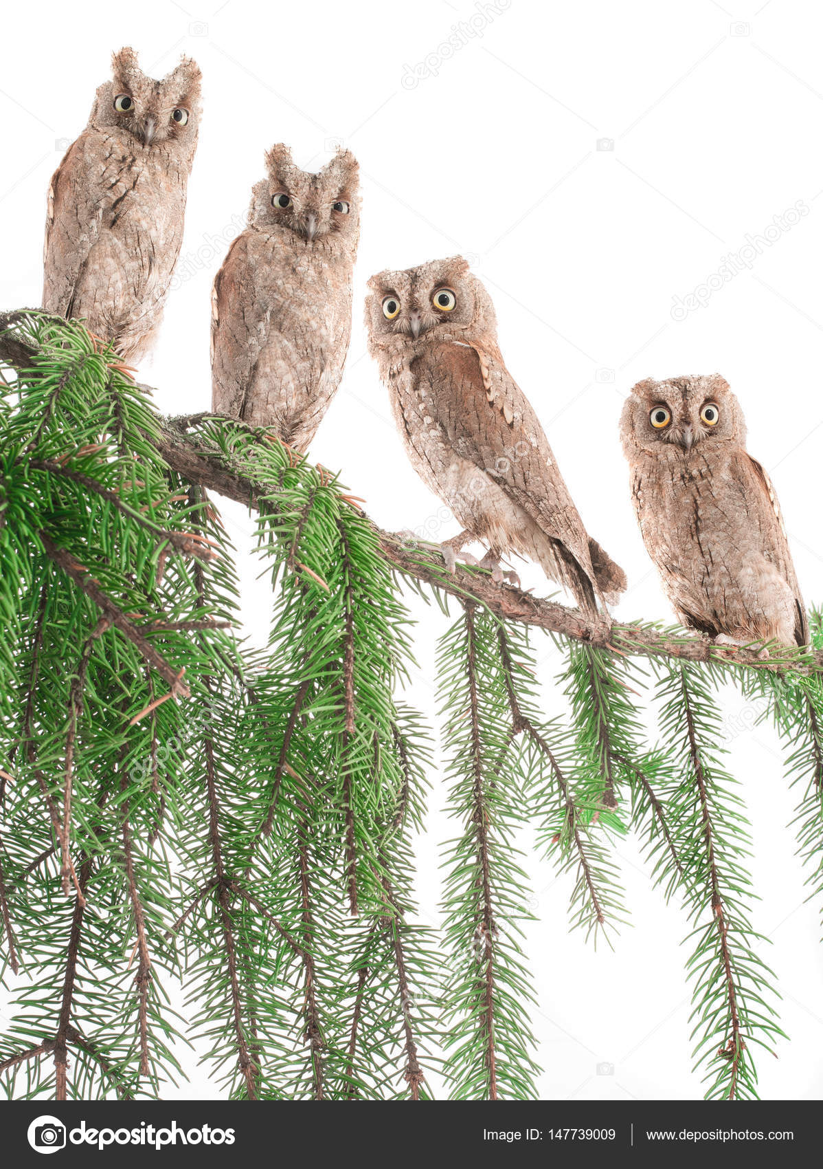 European scops owls — Stock Photo © bazil #147739009