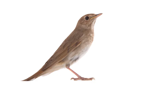 Nightingale bird Stock Photos, Royalty Free Nightingale bird Images ...