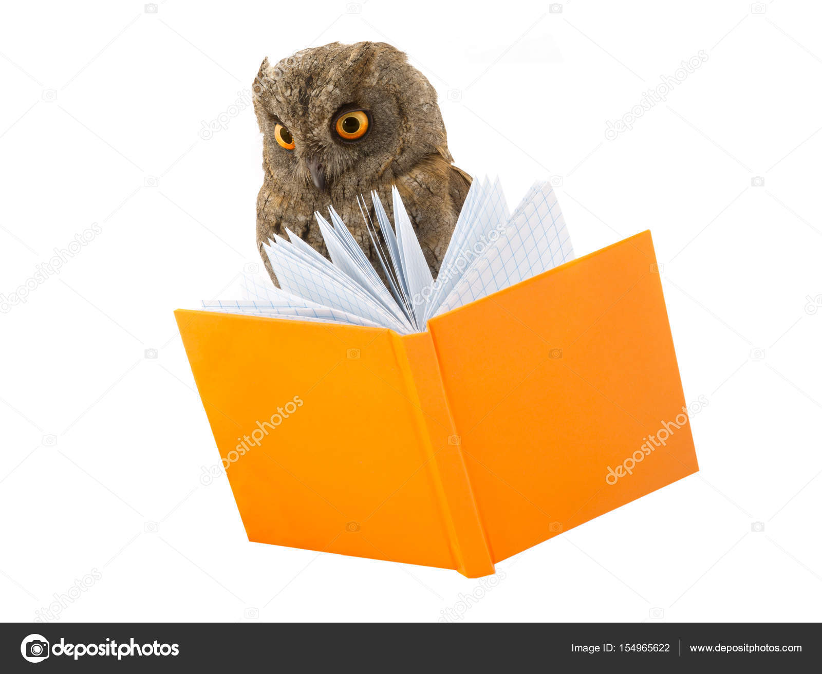 Owl and book — Stock Photo © bazil #154965622