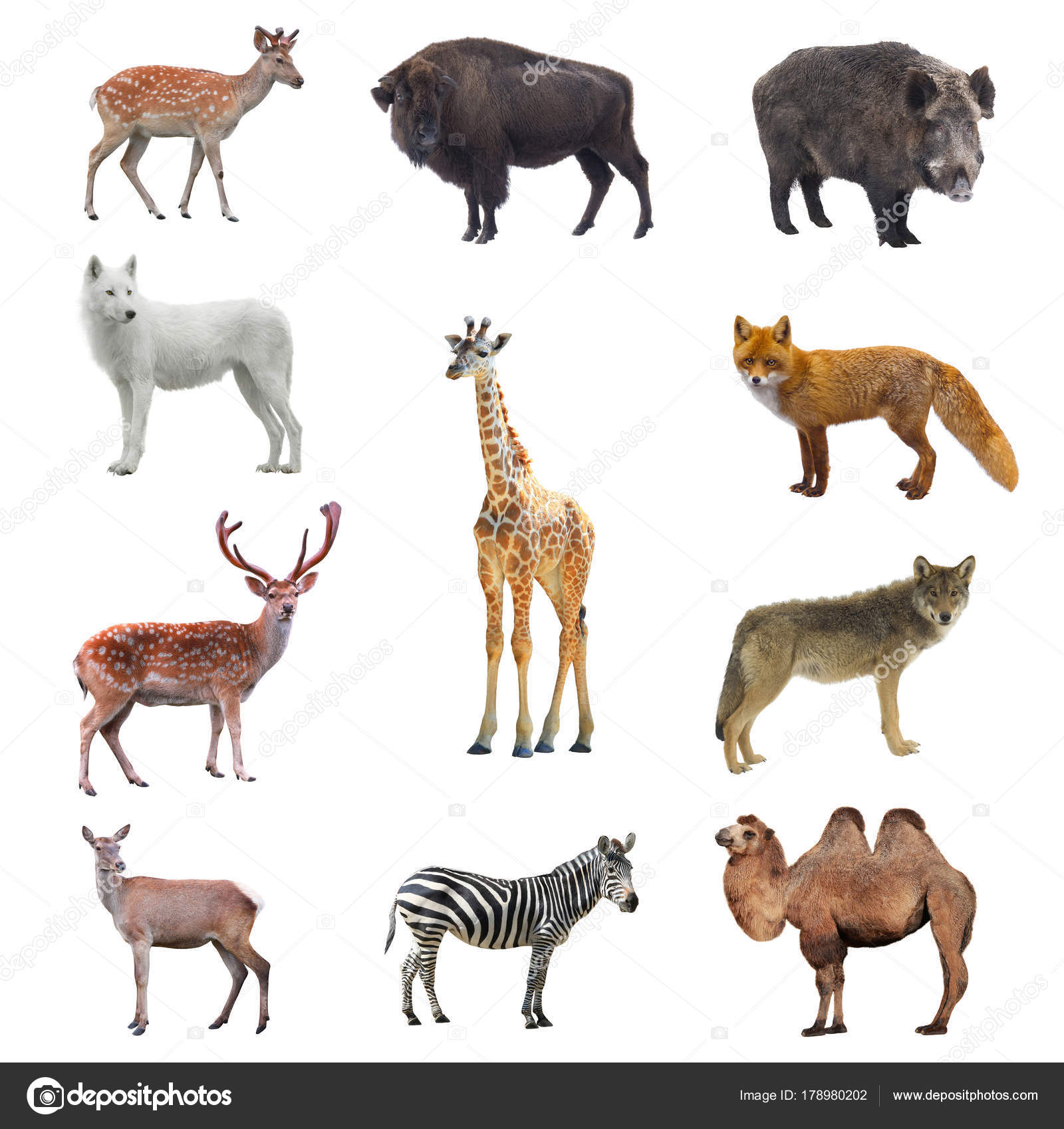 Animal — Stock Photo © bazil #178980202
