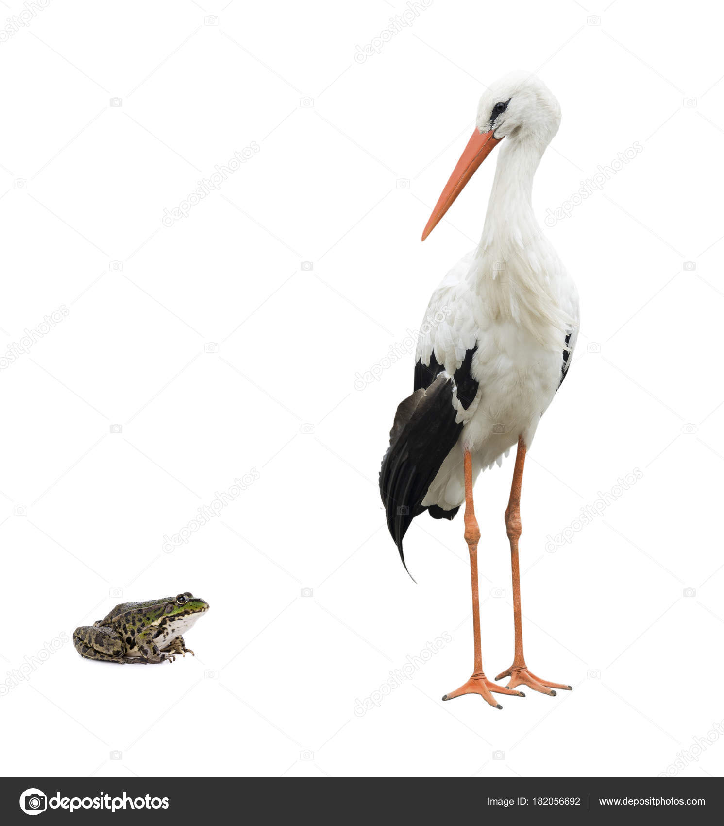 Stork and frog Stock Photo by ©bazil 182056692