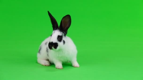 Rabbit Green Screen — Stock Video © bazil #185027162