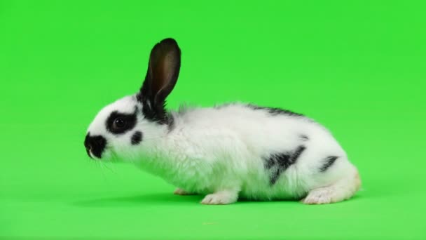 Rabbit Green Screen — Stock Video © bazil #185027162