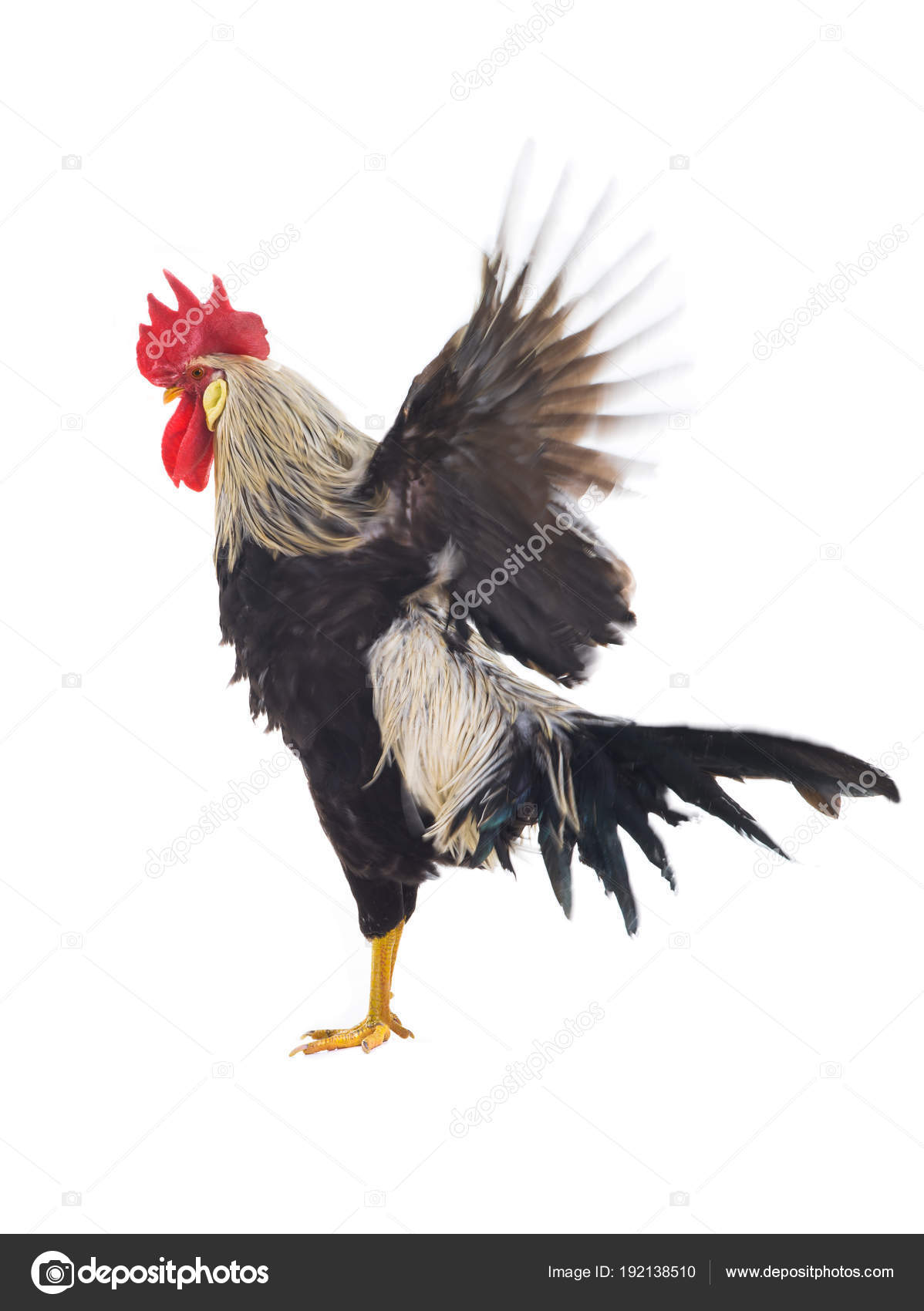 Rooster isolated — Stock Photo © bazil #192138510