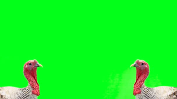 1,764 Green screen birds Videos, Royalty-free Stock Green screen birds ...