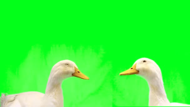 Two White Ducks Talking Themselves Isolated Green Screen — Stock Video ...