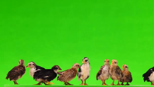 5,605 Green hen Stock Videos, 4K & HD Footage | Depositphotos