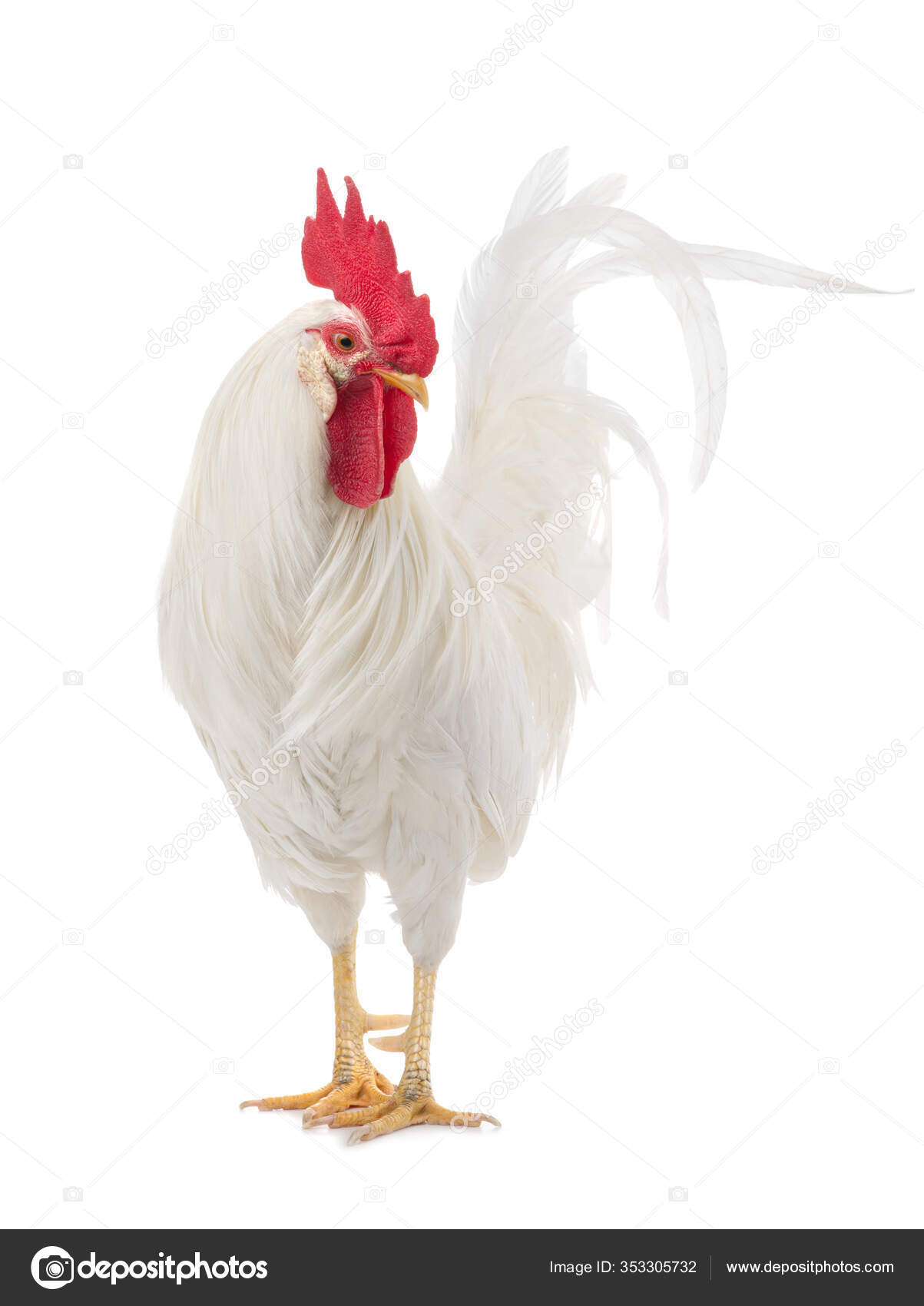 White Cockerel Isolated White Background Stock Photo by ©bazil 353305732