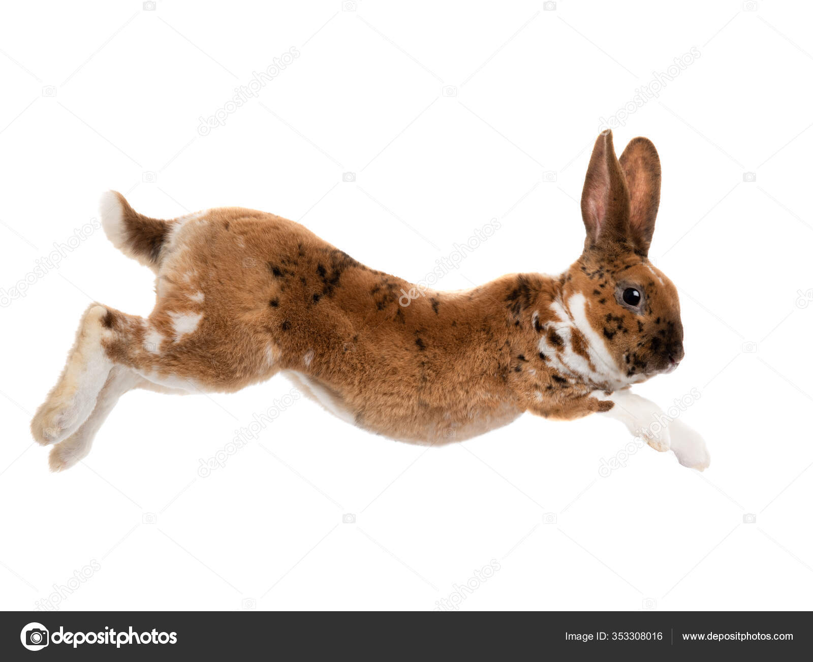 Brown Rabbit Jump Isolated White Background Stock Photo by ©bazil 353308016