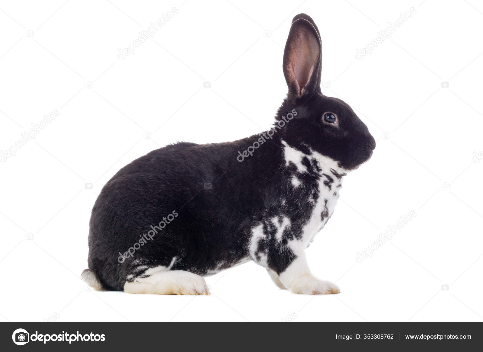 Black And White Spotted Rabbit
