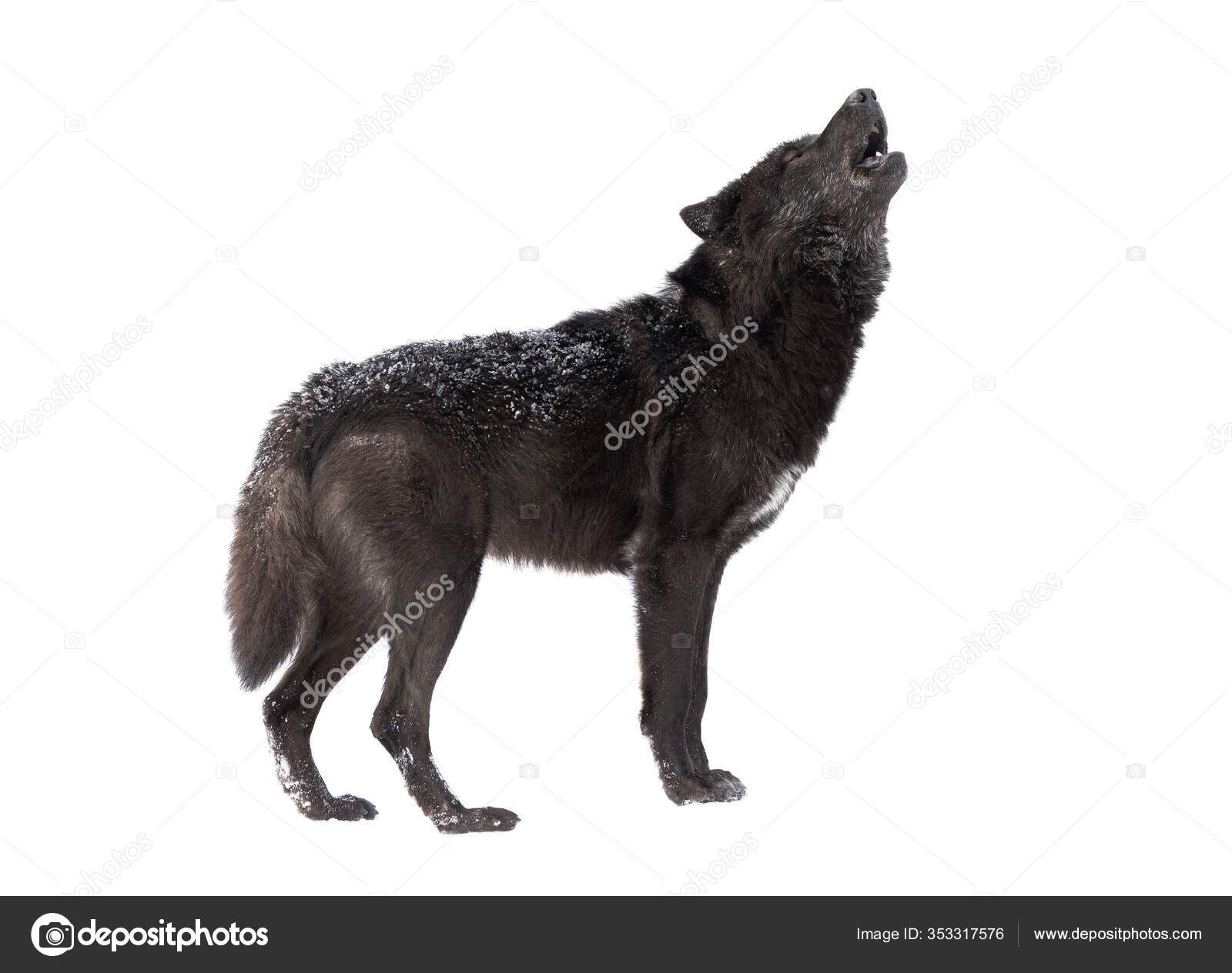 Howling Wolf Winter Isolated White Background — Stock Photo © bazil ...