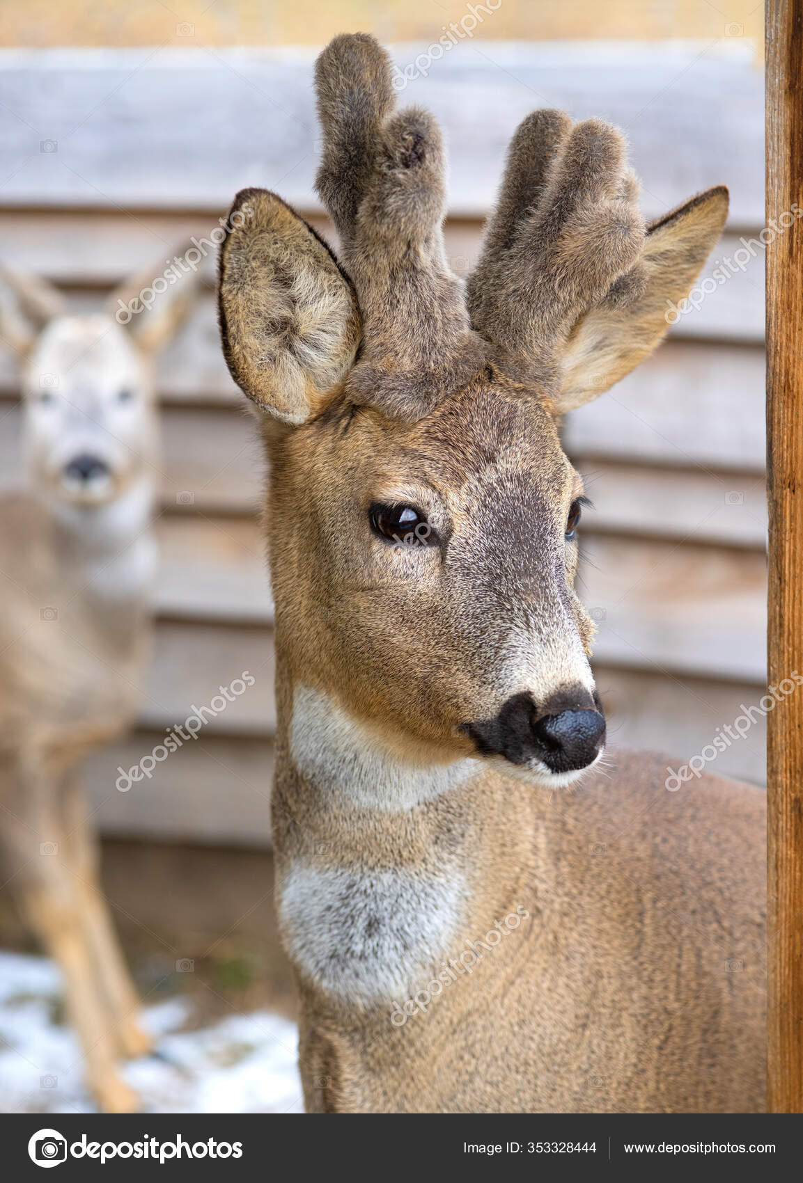 Portrait Fallow Deer Farm — Stock Photo © bazil #353328444