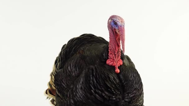 Turkey Angry Screams Spreading Feathers White Screen Sound — Stock ...