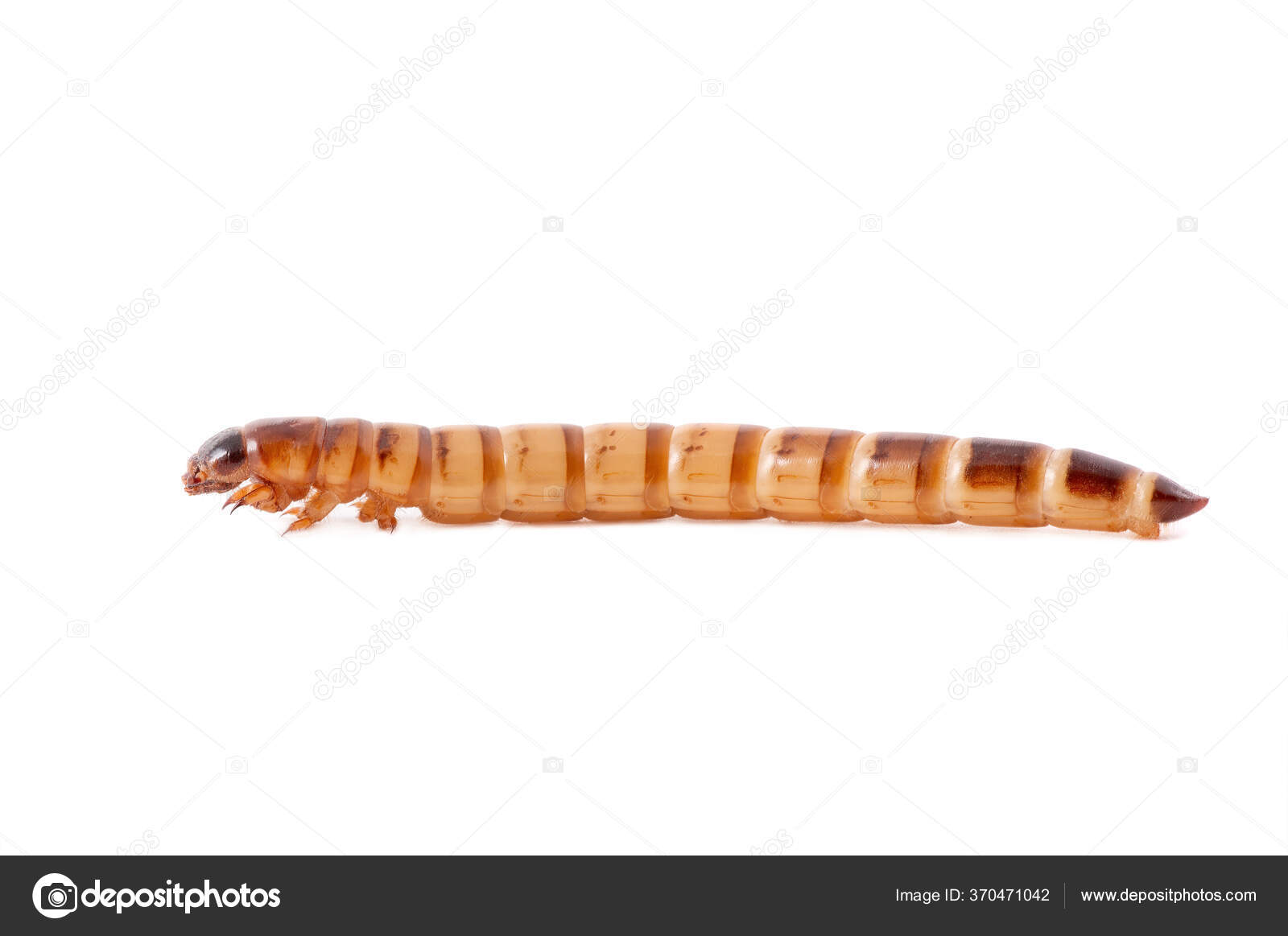 Gusano Harina Aislado Sobre Fondo Blanco: fotografía de stock © bazil ...