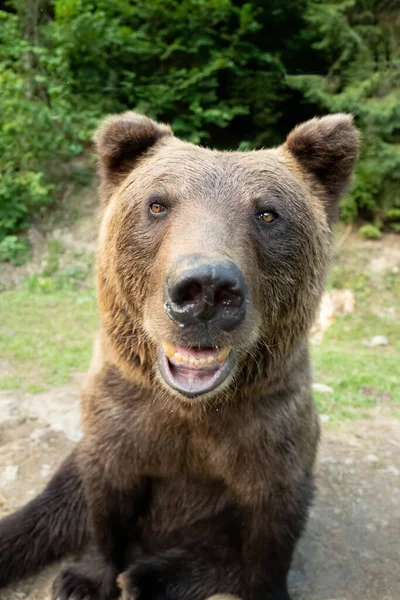 Smiling Grizzly Bear