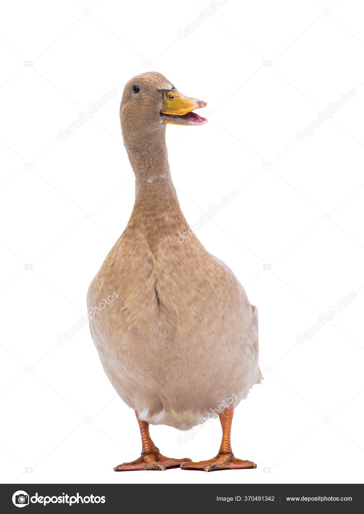 Quacking Duck Isolated White Background — Stock Photo © bazil #370491342