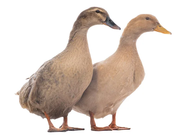 Patos fotos de stock, imágenes de Patos sin royalties | Depositphotos