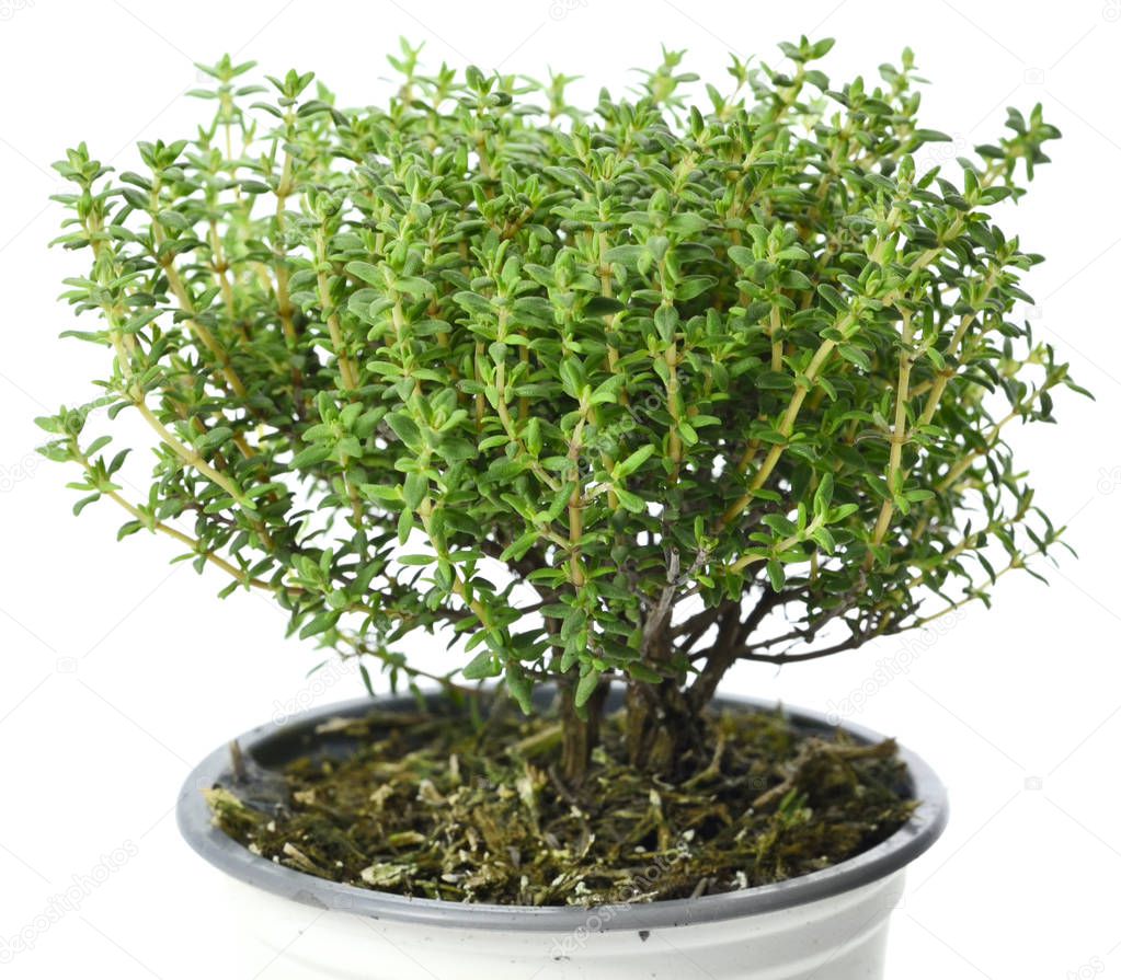 Imágenes: arbusto tomillo | Arbusto de tomillo o de la planta, hierba ...