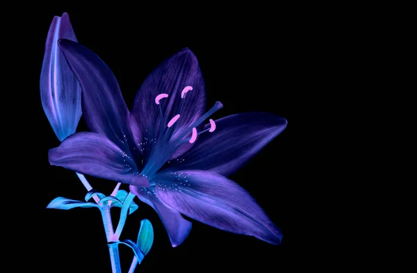 Lys bleu images libres de droit, photos de Lys bleu | Depositphotos