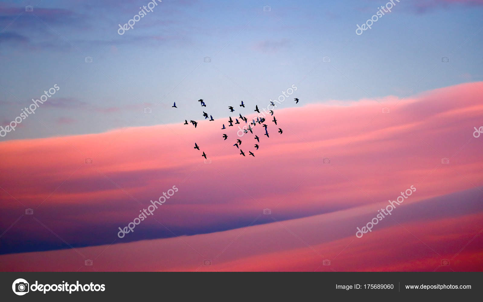 Birds migration Stock Photo by ©Anna_Om 175689060