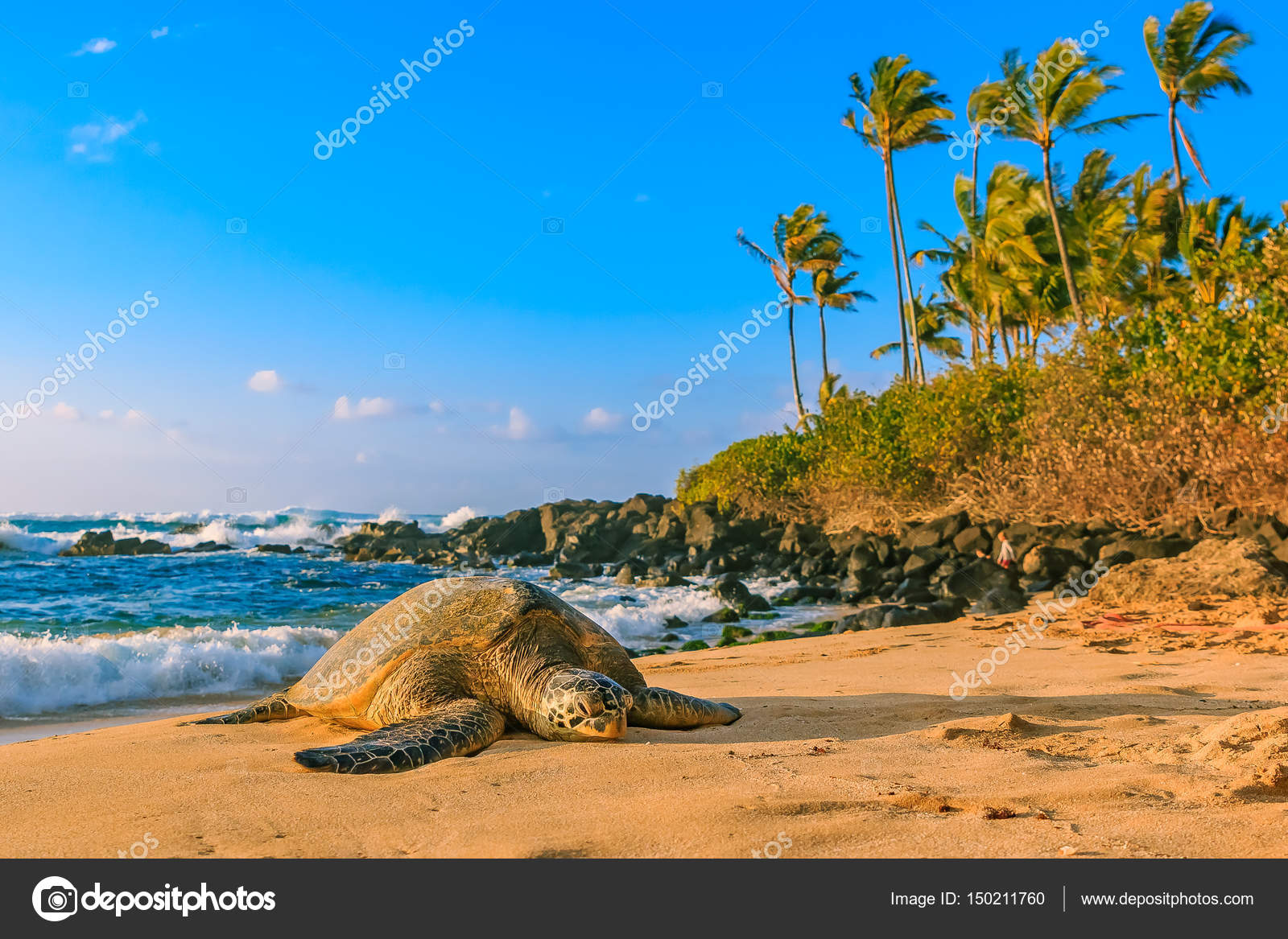 Endangered Hawaiian Green Sea Turtle on the sandy beach at North Shore ...
