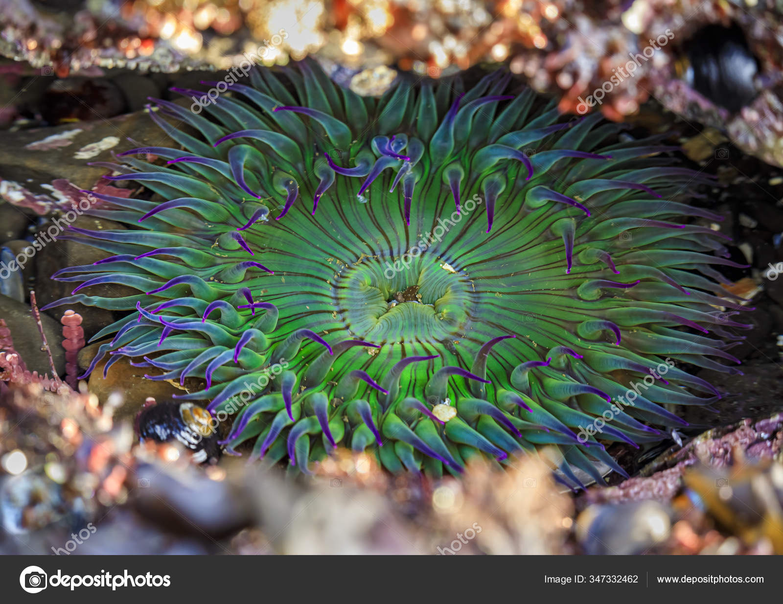 Green Sea Anemone Side View
