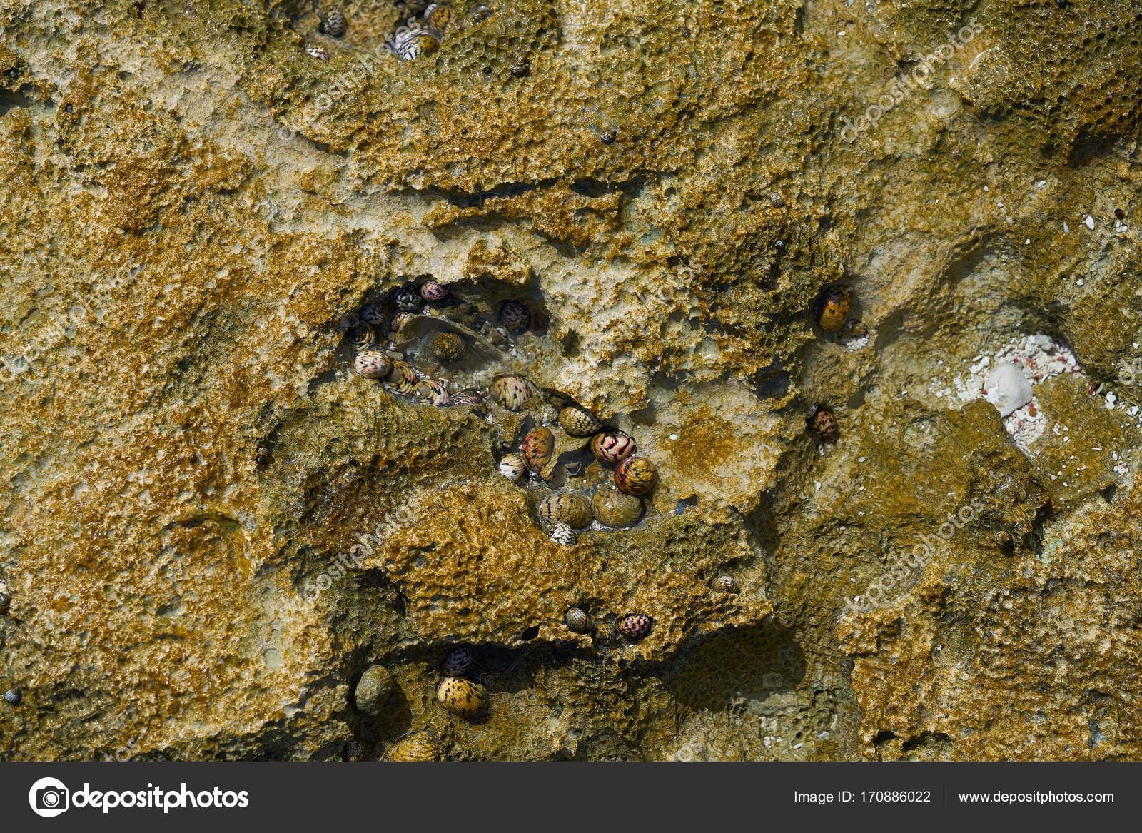 Riviera Maya coral reef on beach sand Mexico Stock Photo by ©lunamarina ...